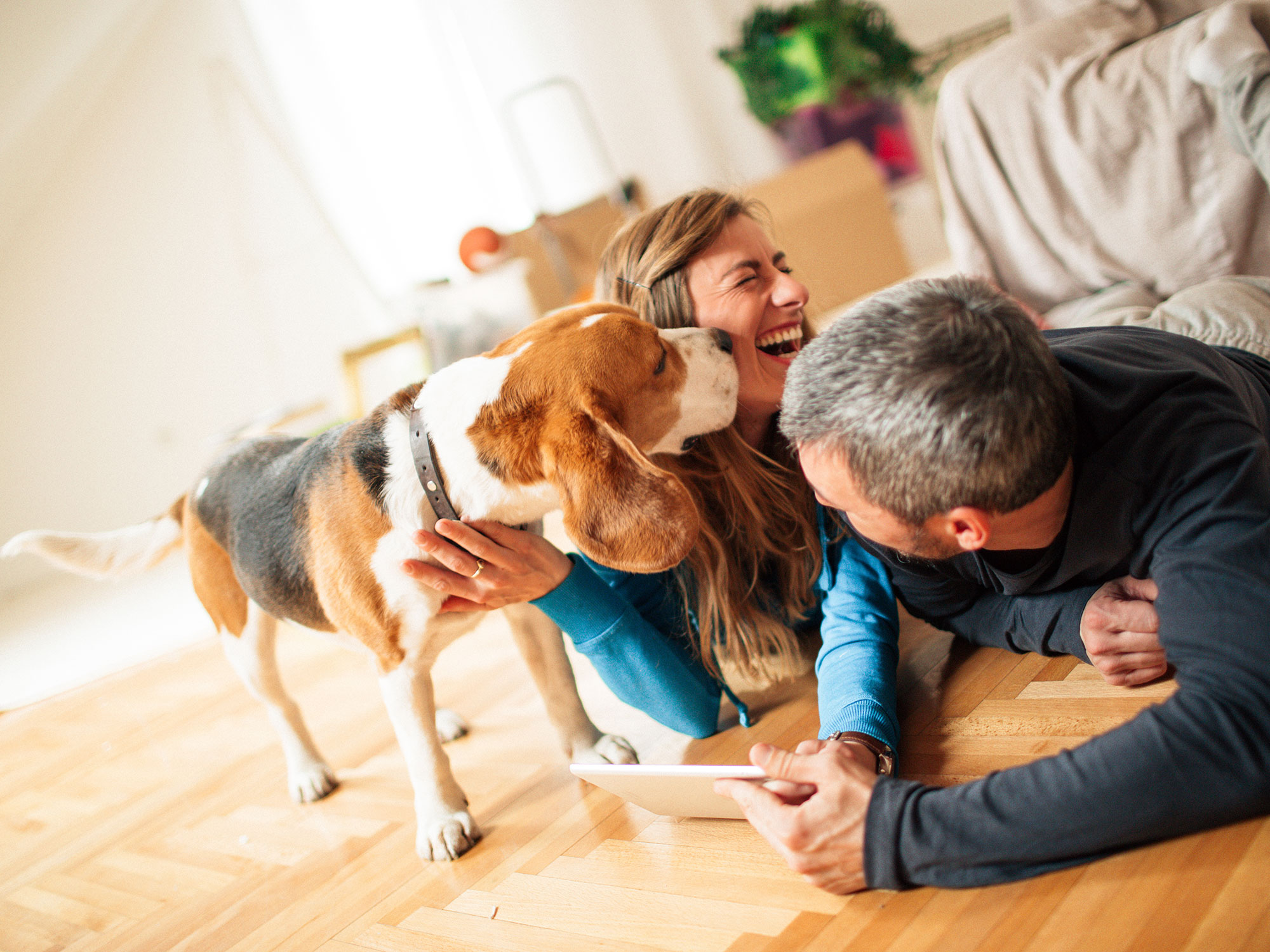 An Owners Guide To New Pet Laws In Victoria Aston Rose Real Estate An Owners Guide To New Pet Laws In Victoria Aston Rose Real Estate